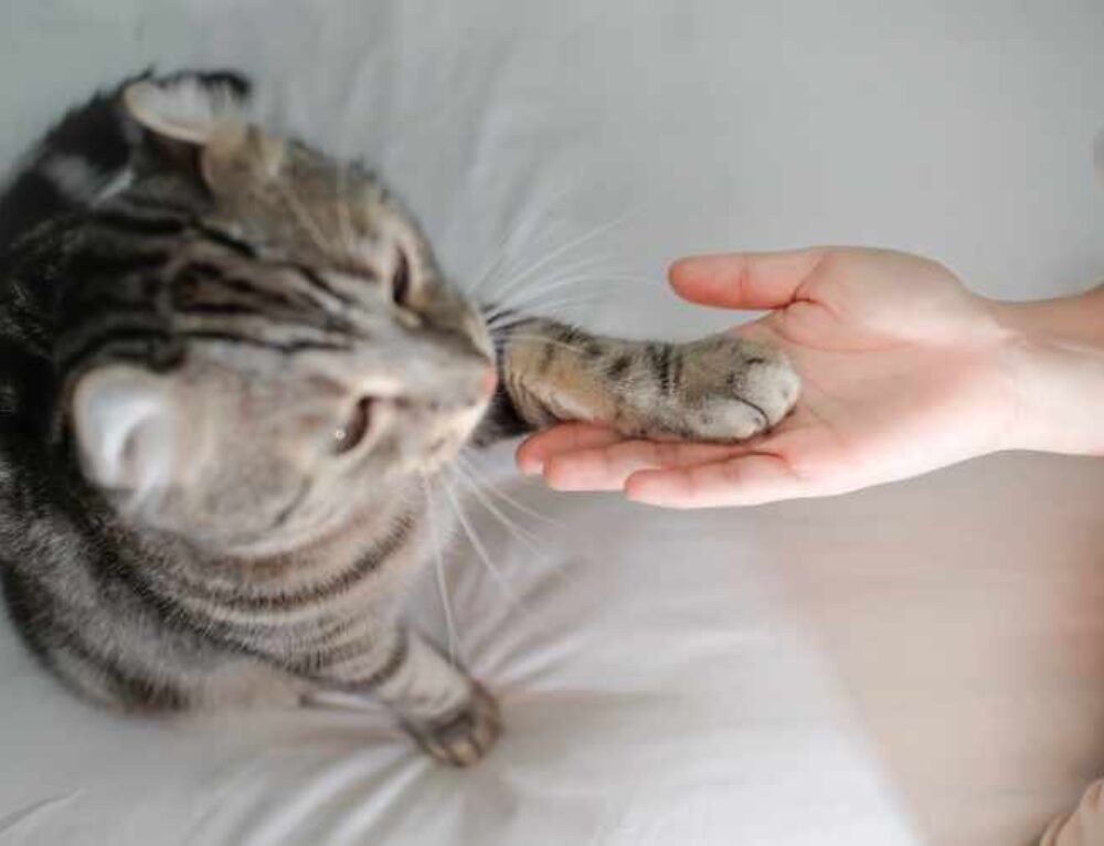 Dealing with a Dominant Cat? Here's What to Do!